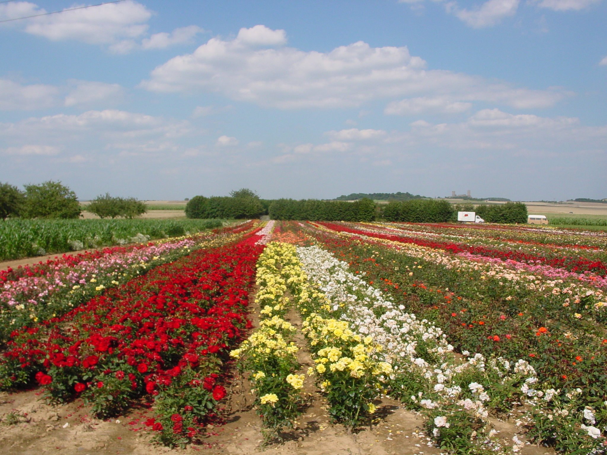 Steinfurth – Die Rosisten